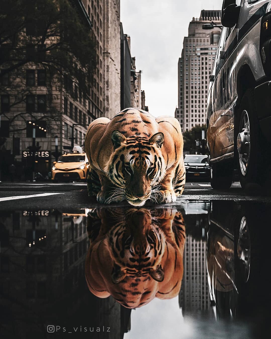 ArtStation - Tiger edits.