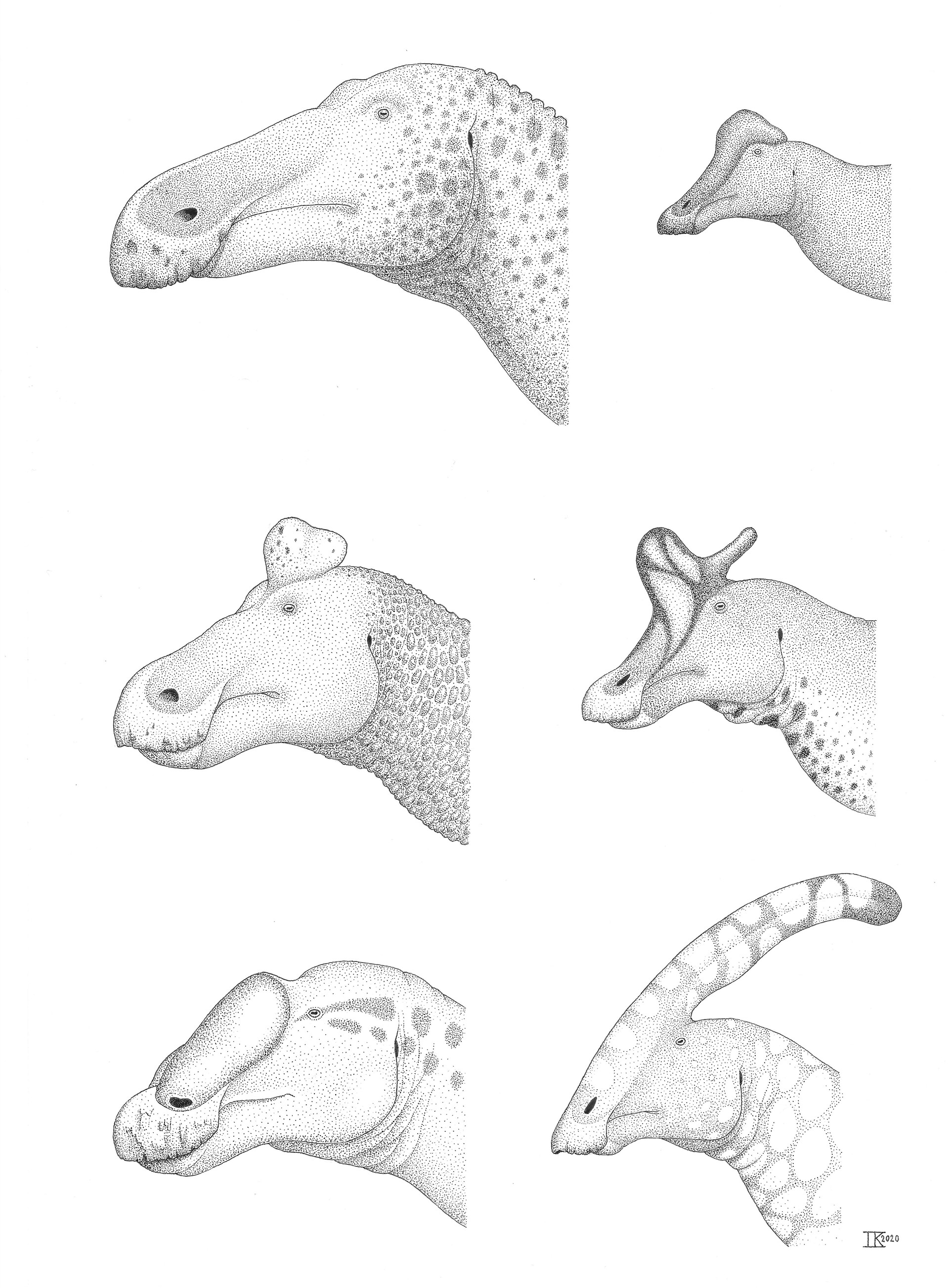 ArtStation - Hadrosaur portraits