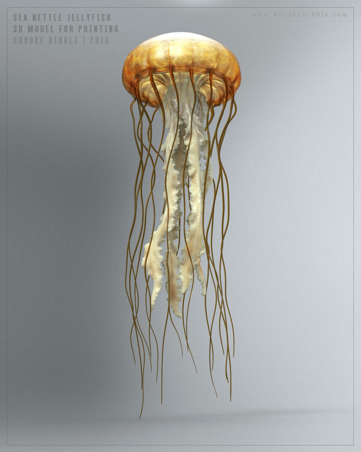 Sea Nettle Jellyfish Drawing