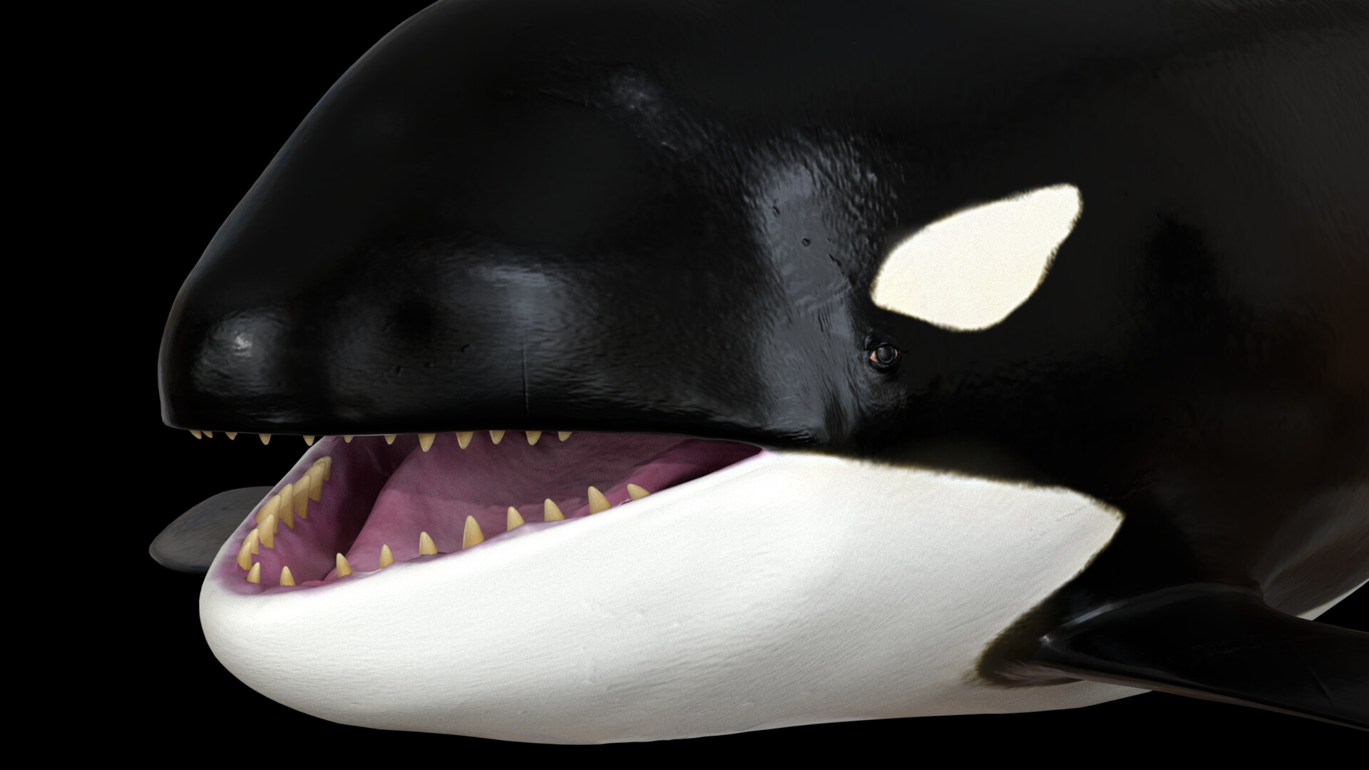 orca eye close up