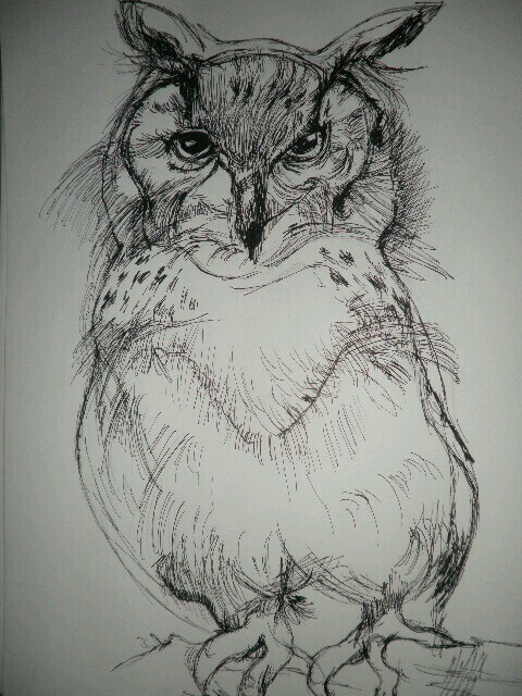 ArtStation - Owl in pen and ink