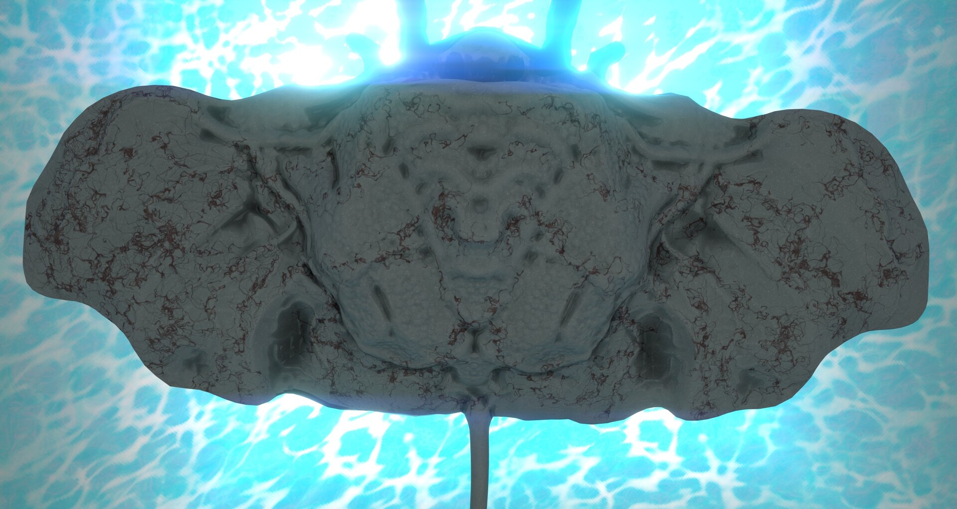 ArtStation - Manta Ray