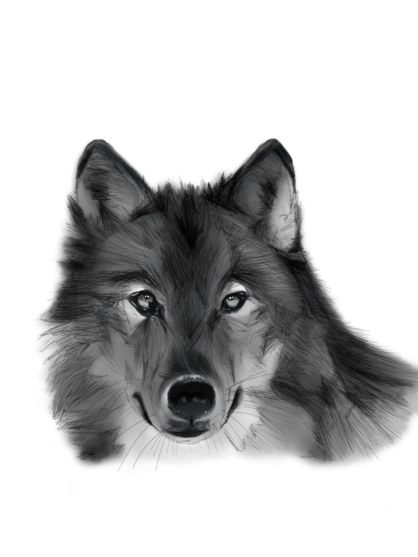 ArtStation - Wolf sketch