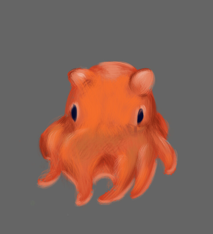 grimpoteuthis octopus