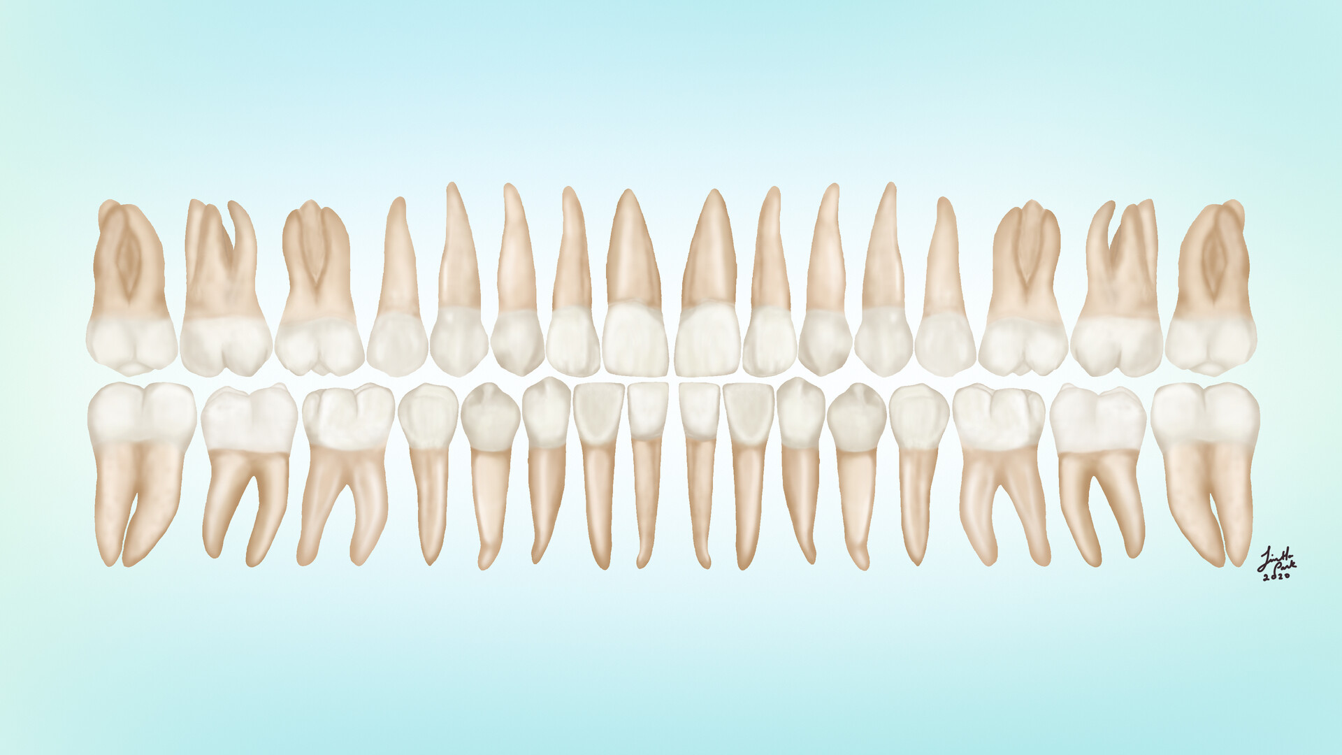 Stephano P - Permanent Dentition From Silhouette to Shaded