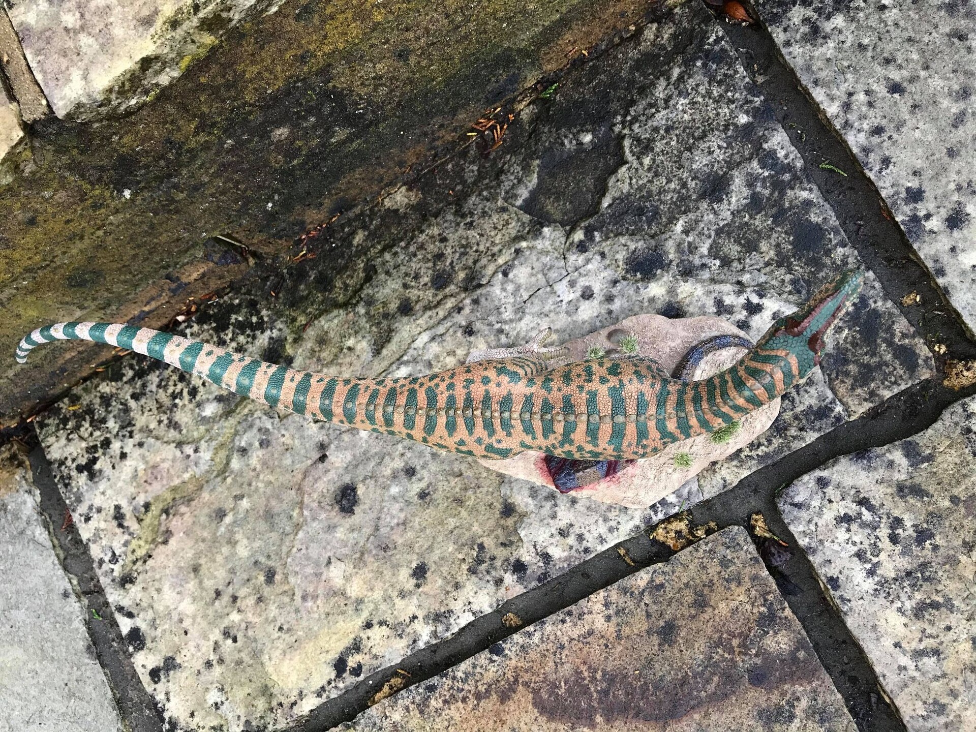 AKRex - Allosaurus fragilis 1:20 Scale Resin Model Kit