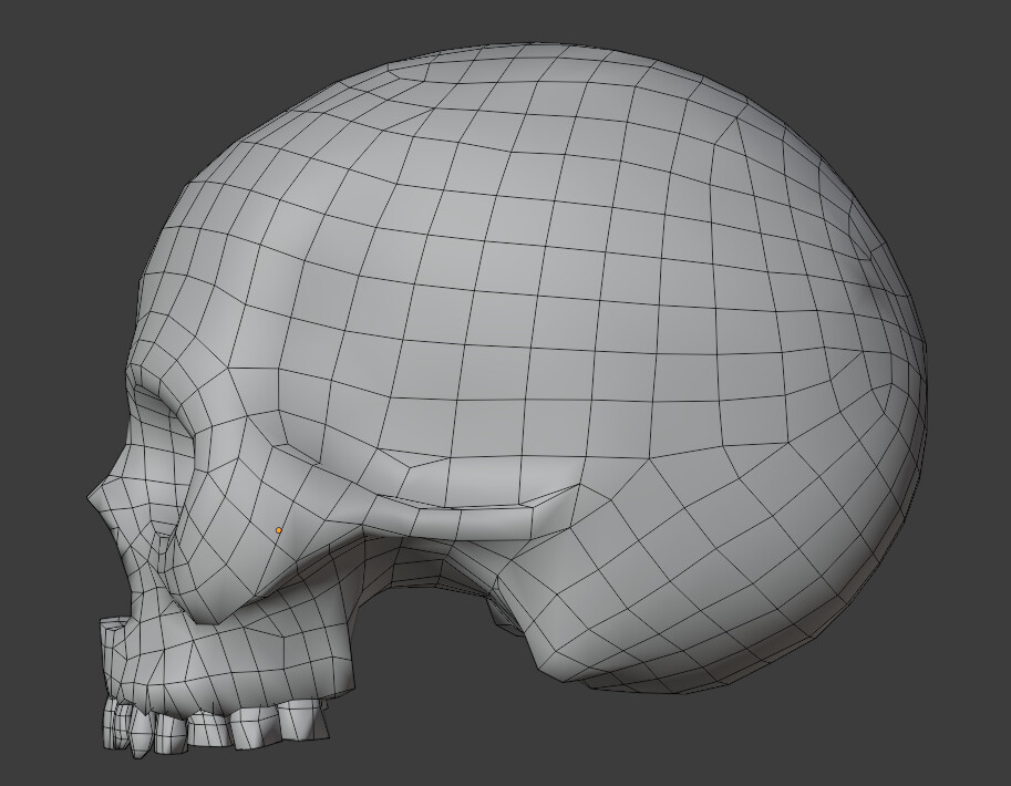 Skull Profile View Without Jaw
