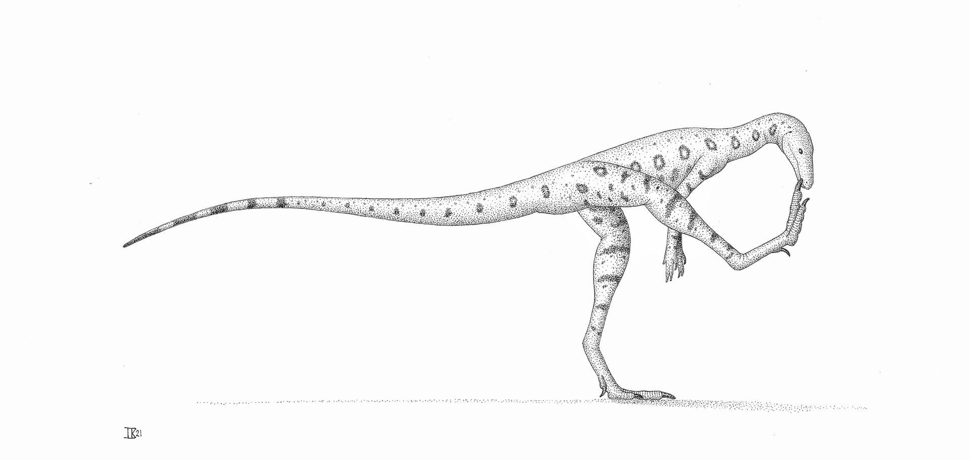 ArtStation - Marasuchus