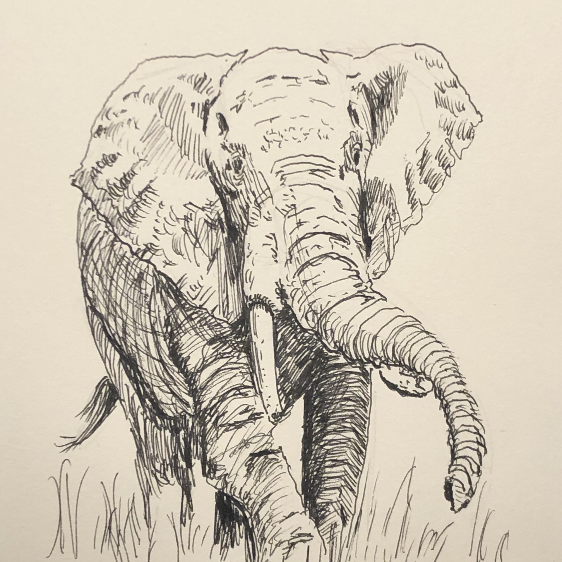 ArtStation - Elephant