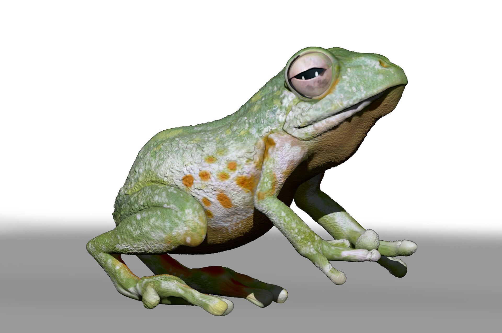 ArtStation - Frog Study