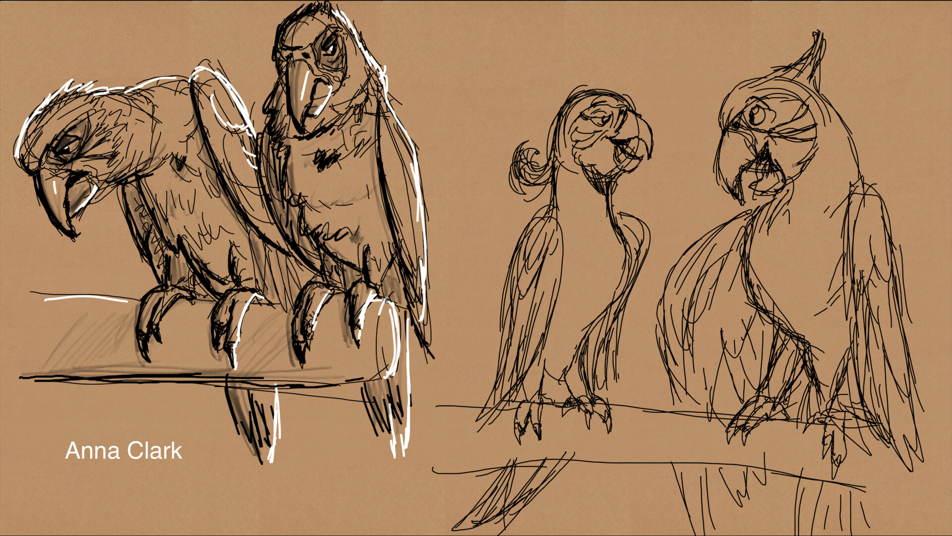 ArtStation - Parrot Sketches (Digital Drawing class project)