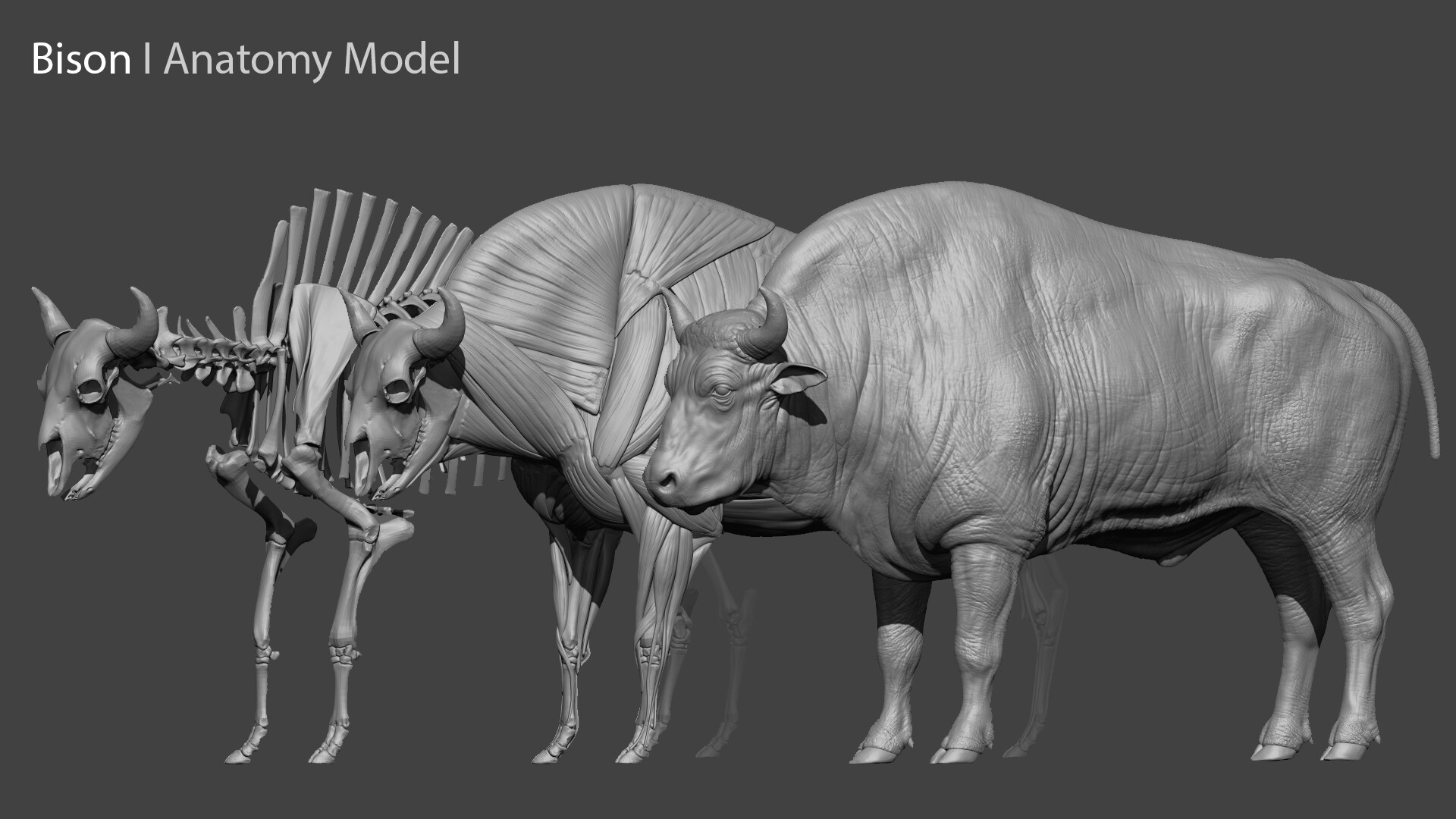 Nicolas MOREL - Bison Anatomy Model for Artist