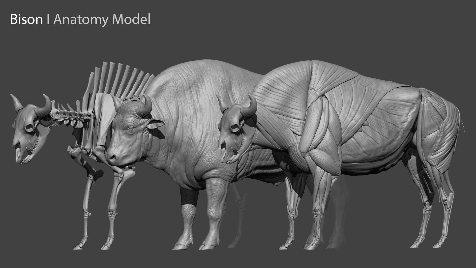 Nicolas MOREL - Bison Anatomy Model for Artist