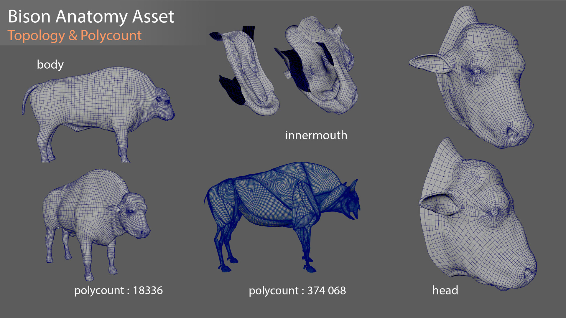 Nicolas MOREL - Bison Anatomy Model for Artist