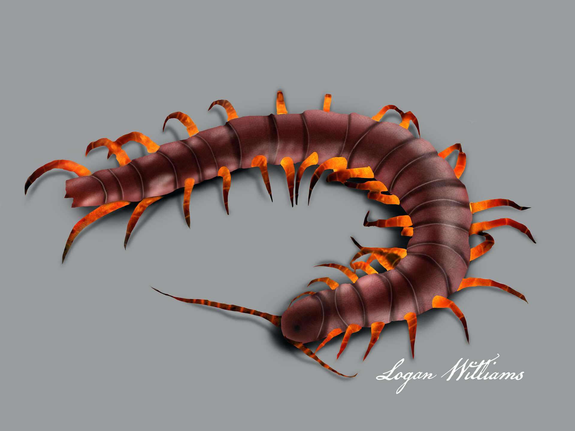 logan williams - centipede colored