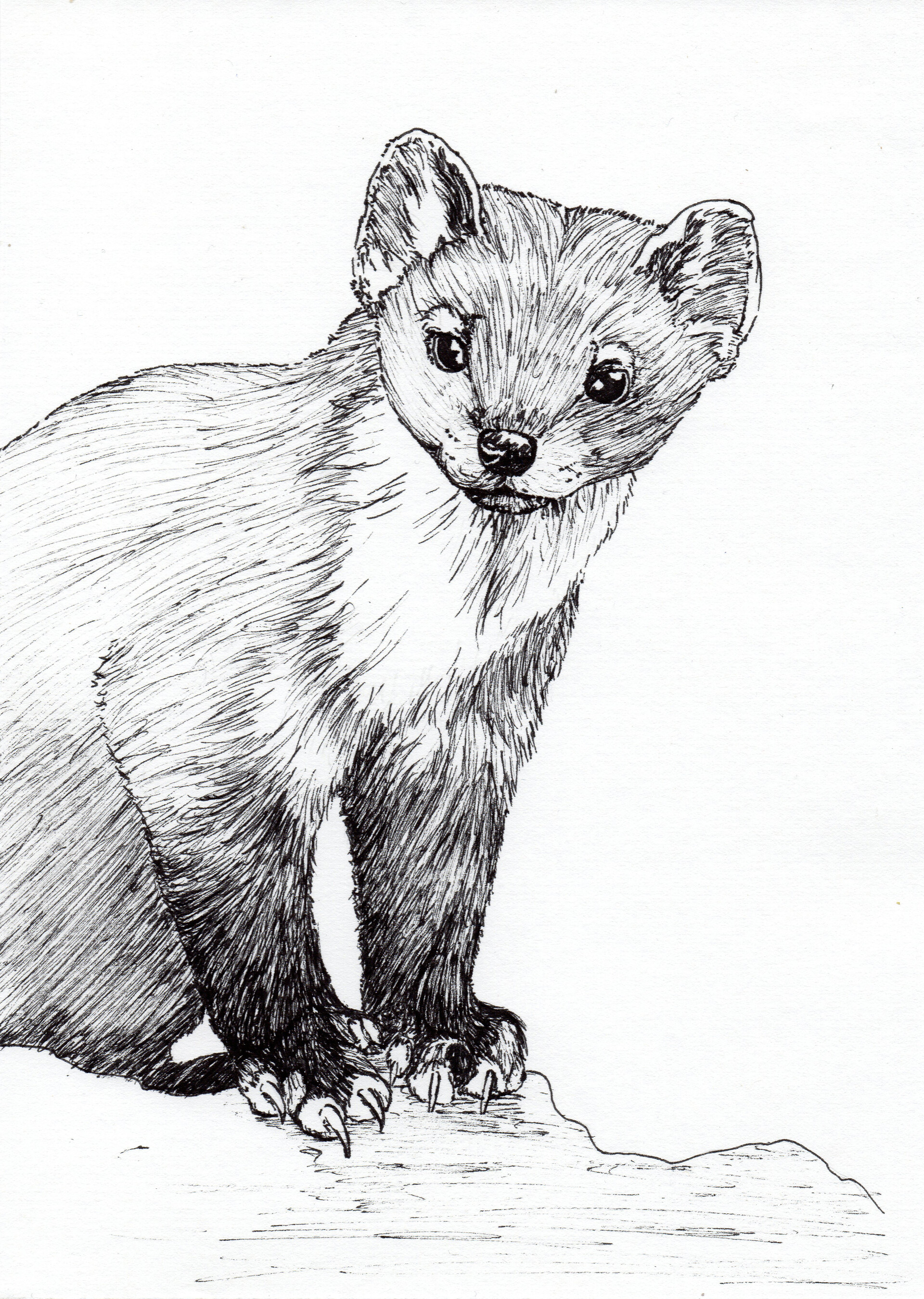 Pine Marten Drawing