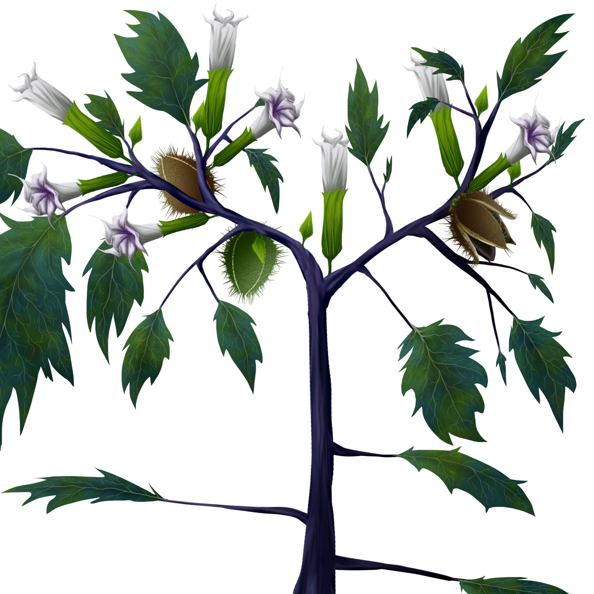 ArtStation - Datura stramonium