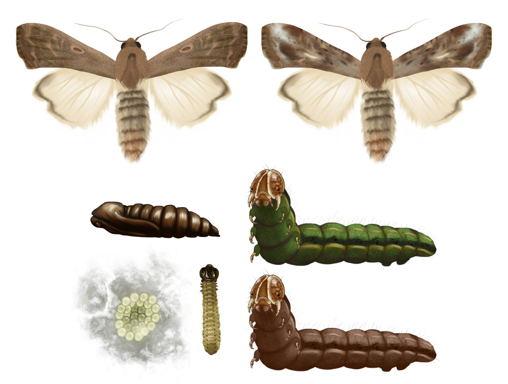 Annette Diaz - Fall Army Worm (Spodoptera frugiperda)