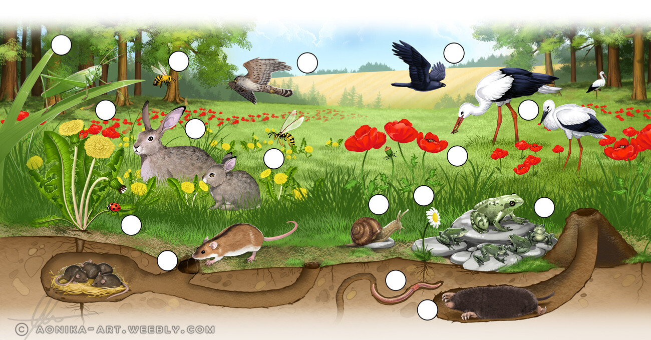 ArtStation - Animals in their habitats - education boards