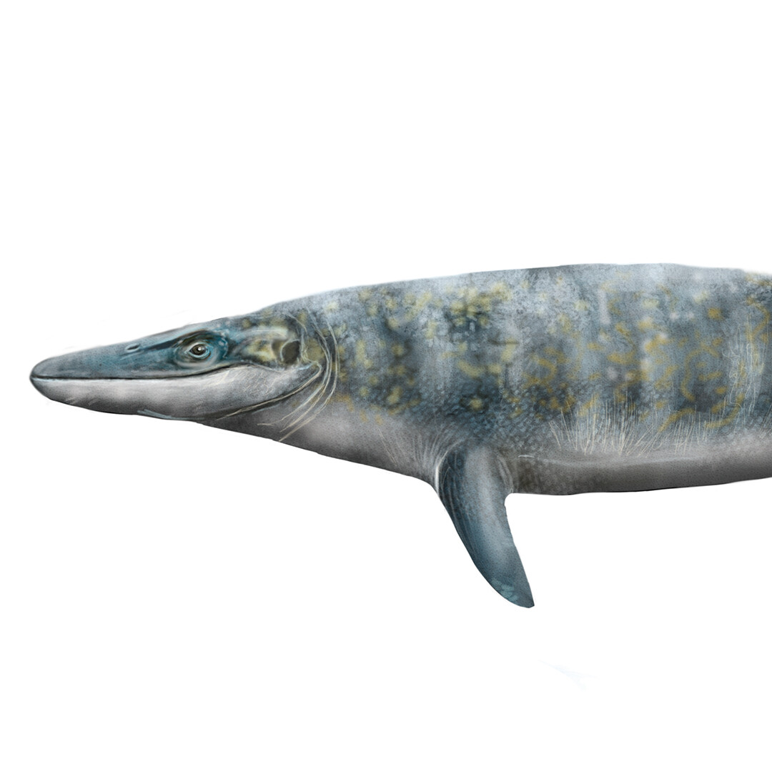 César Camilo Julián Caballero - Xenodens calminechari