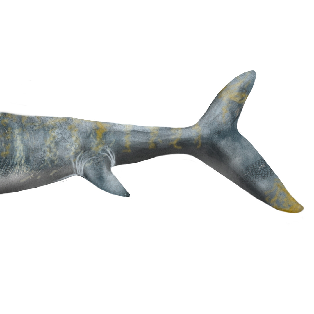 César Camilo Julián Caballero - Xenodens calminechari