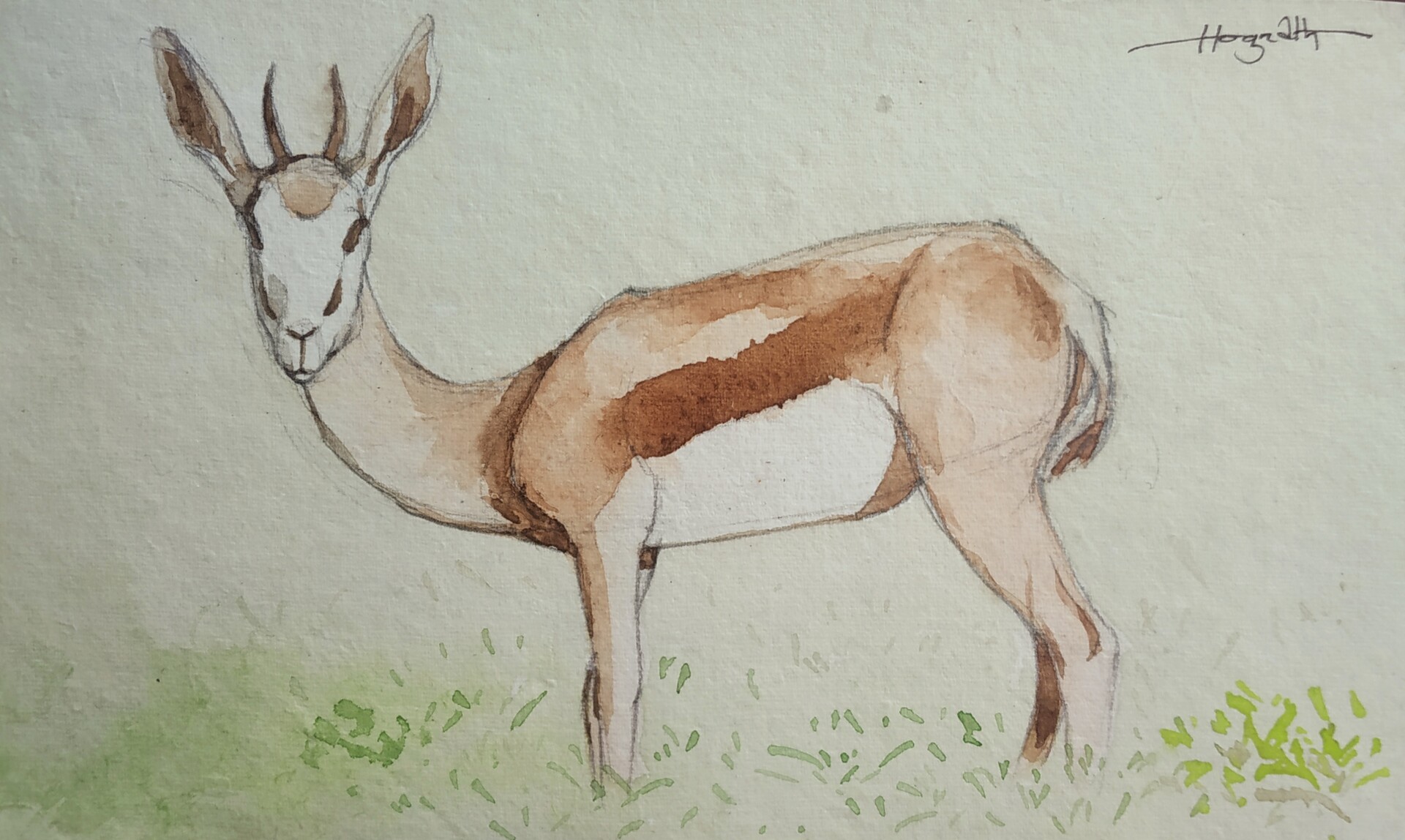 ArtStation - Springbok