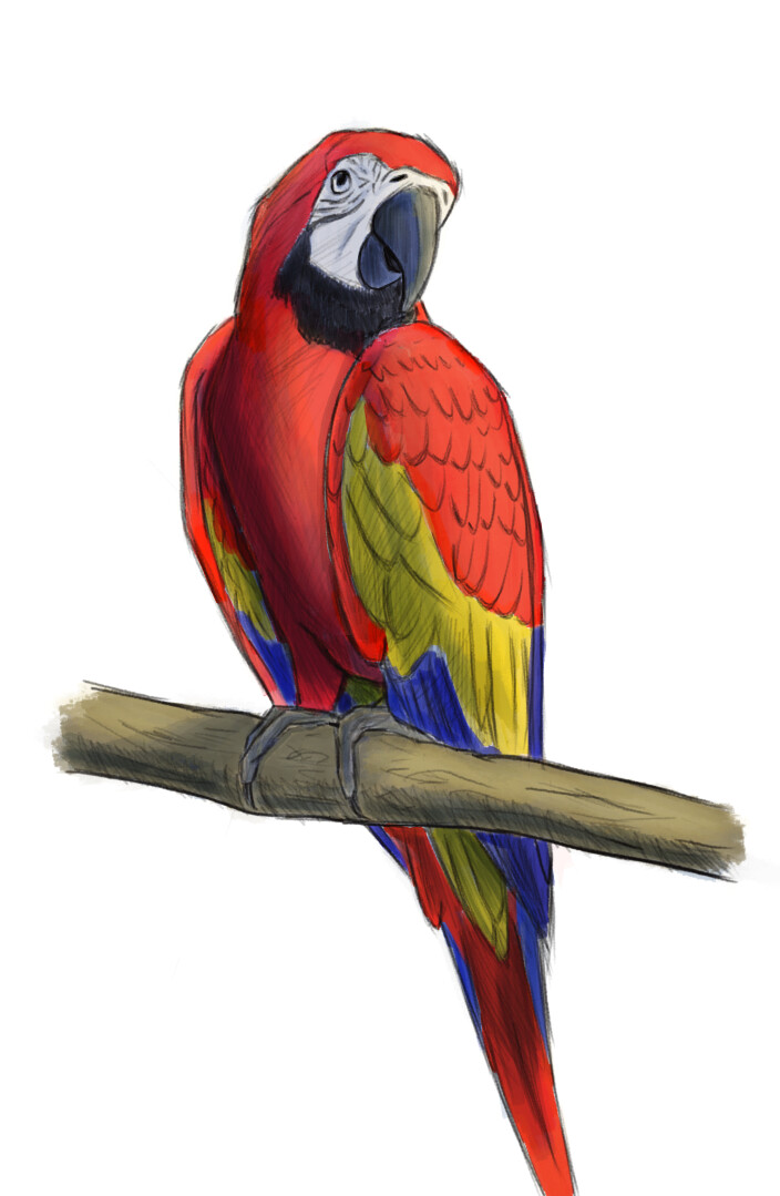 ArtStation - Arara Sketch