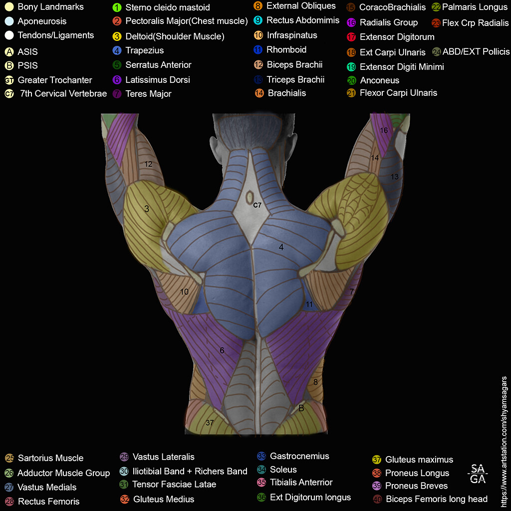 ArtStation - Écorché Study 01