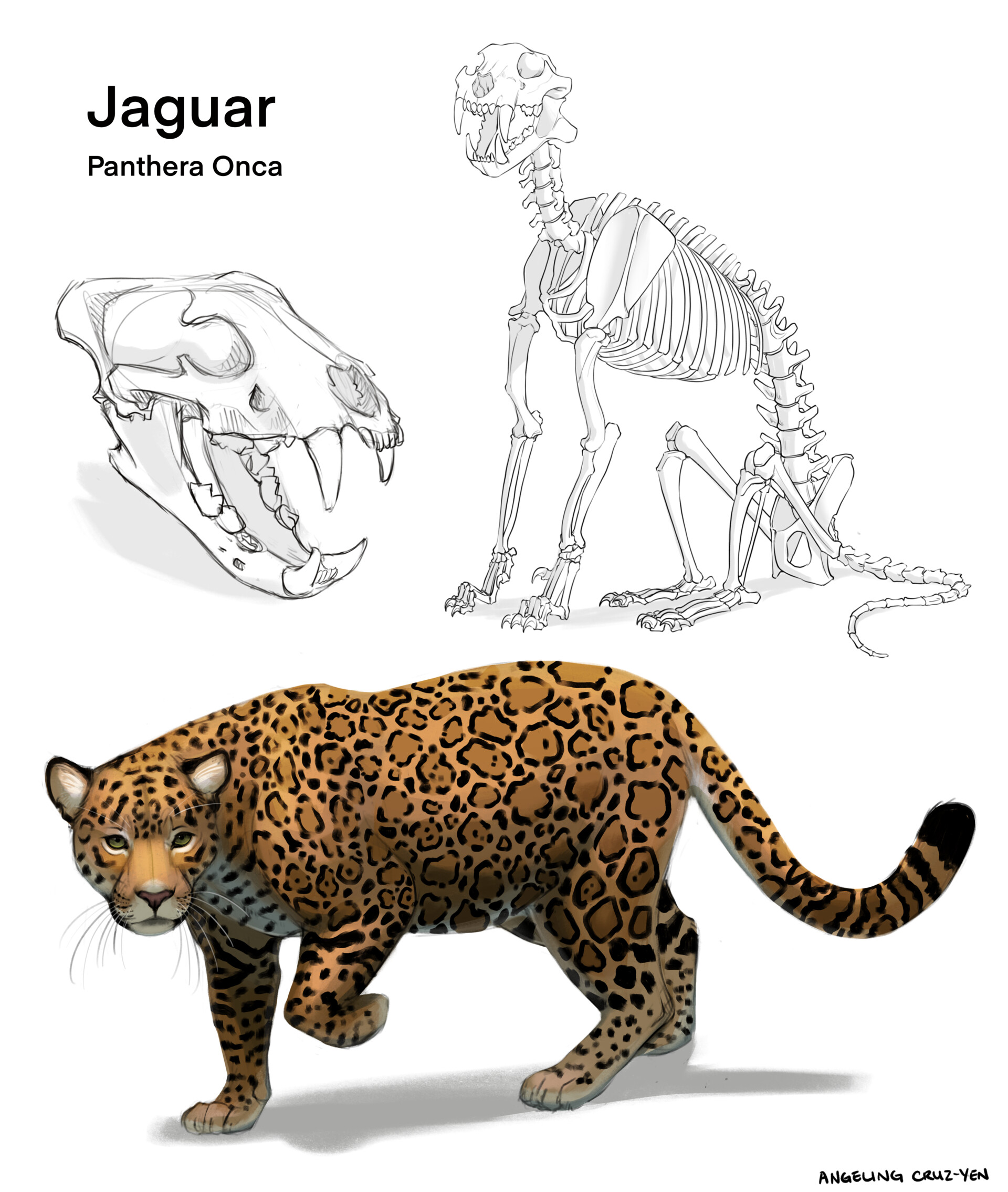 ArtStation - Animal Anatomy - Mammal Studies