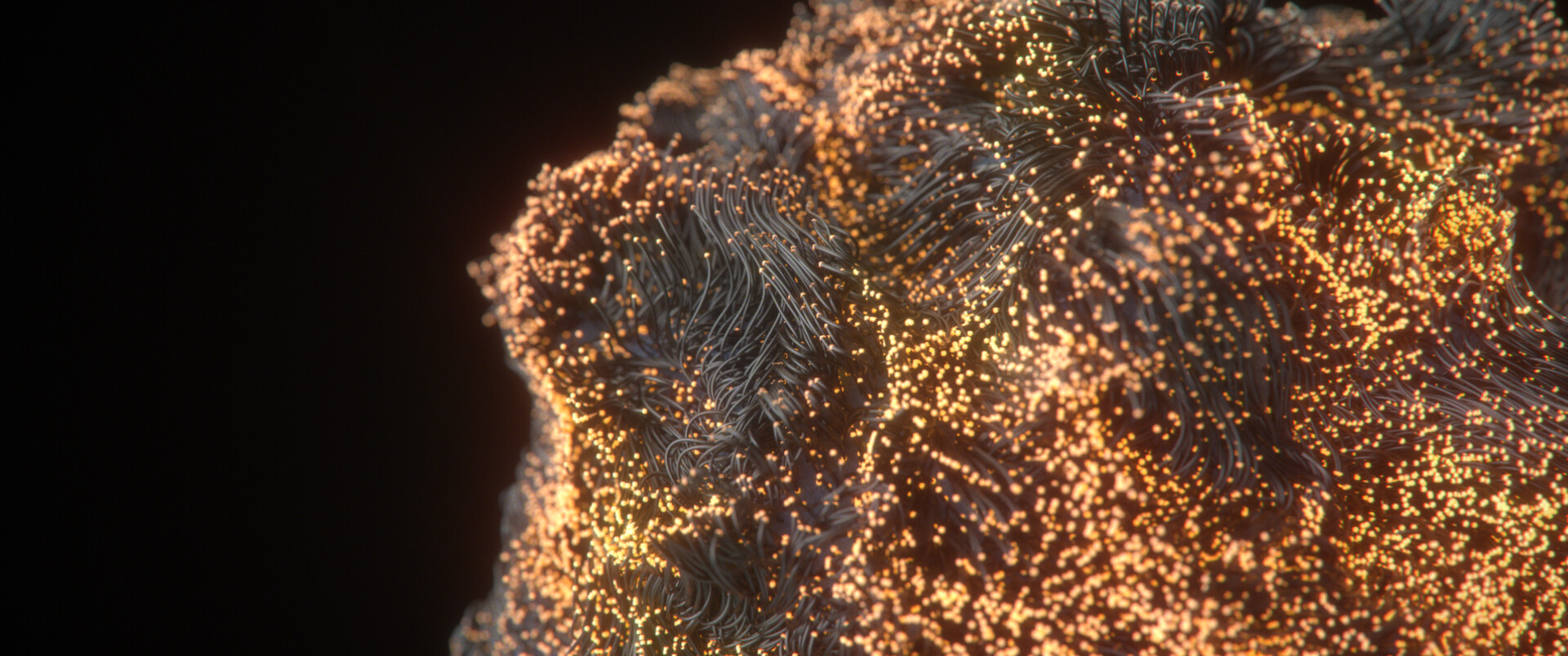 Akshat Bhardwaj - Zelle