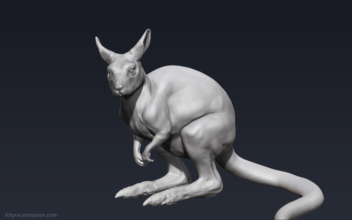 ArtStation - Yellow-footed Rock Wallaby Anatomy Study