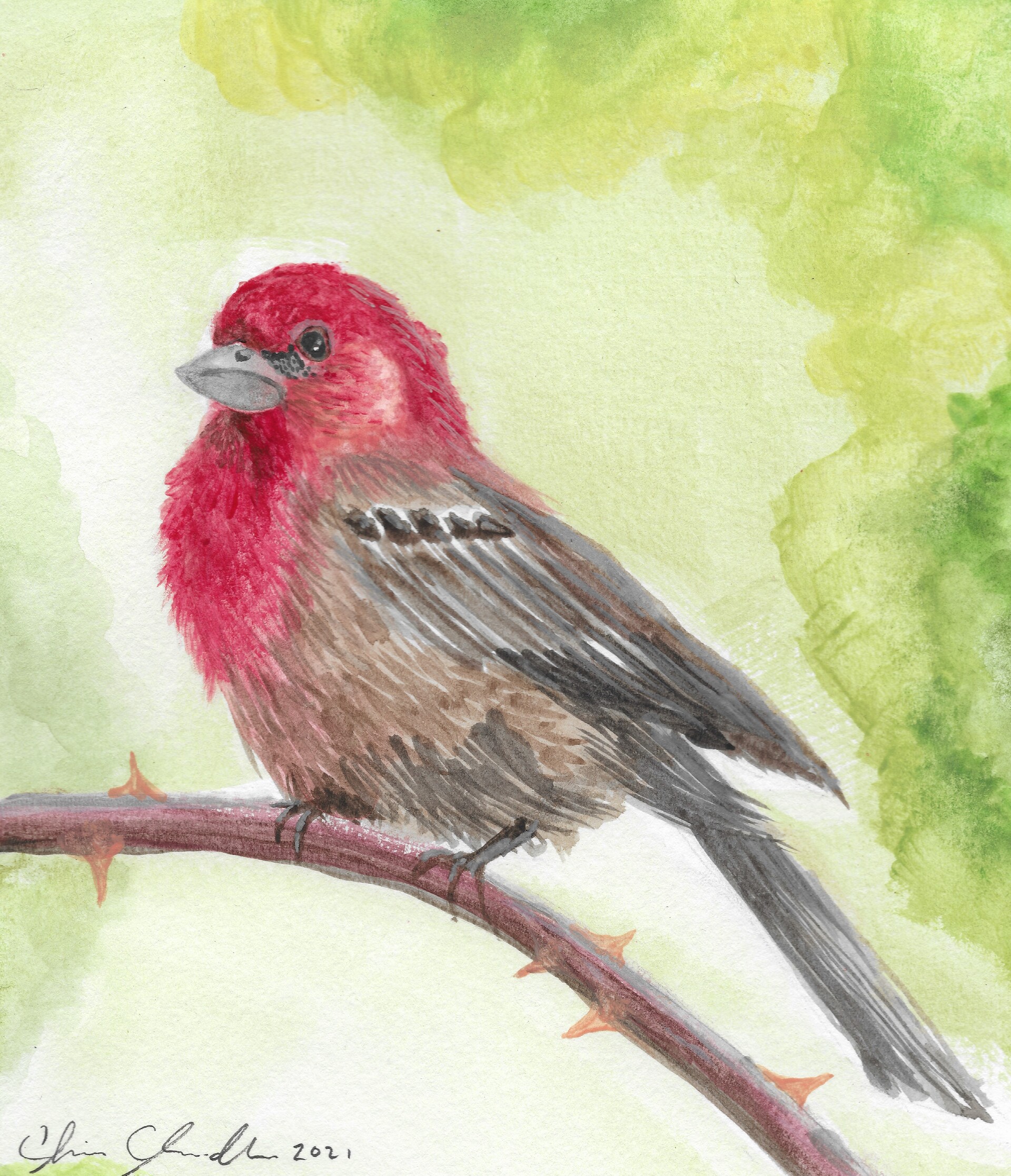 ArtStation - Housefinch