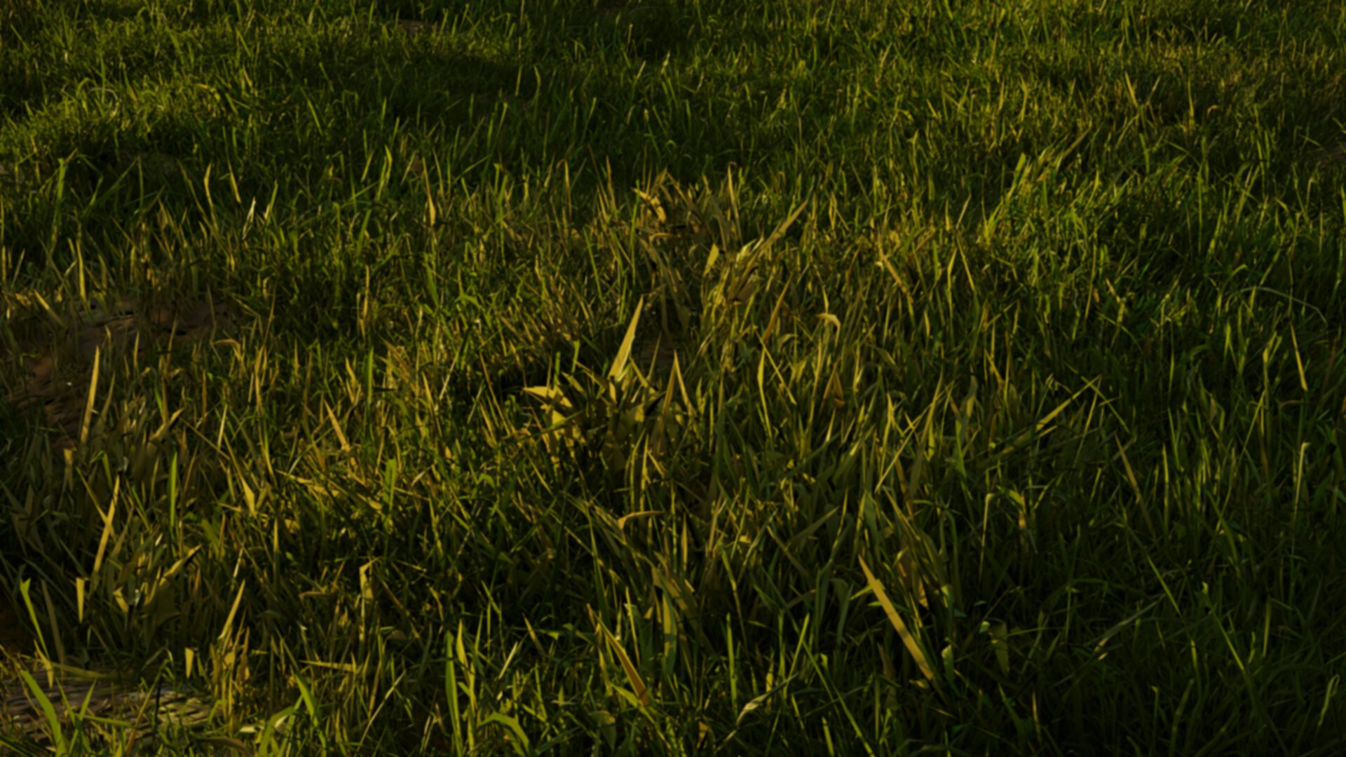 ArtStation - Grassy field