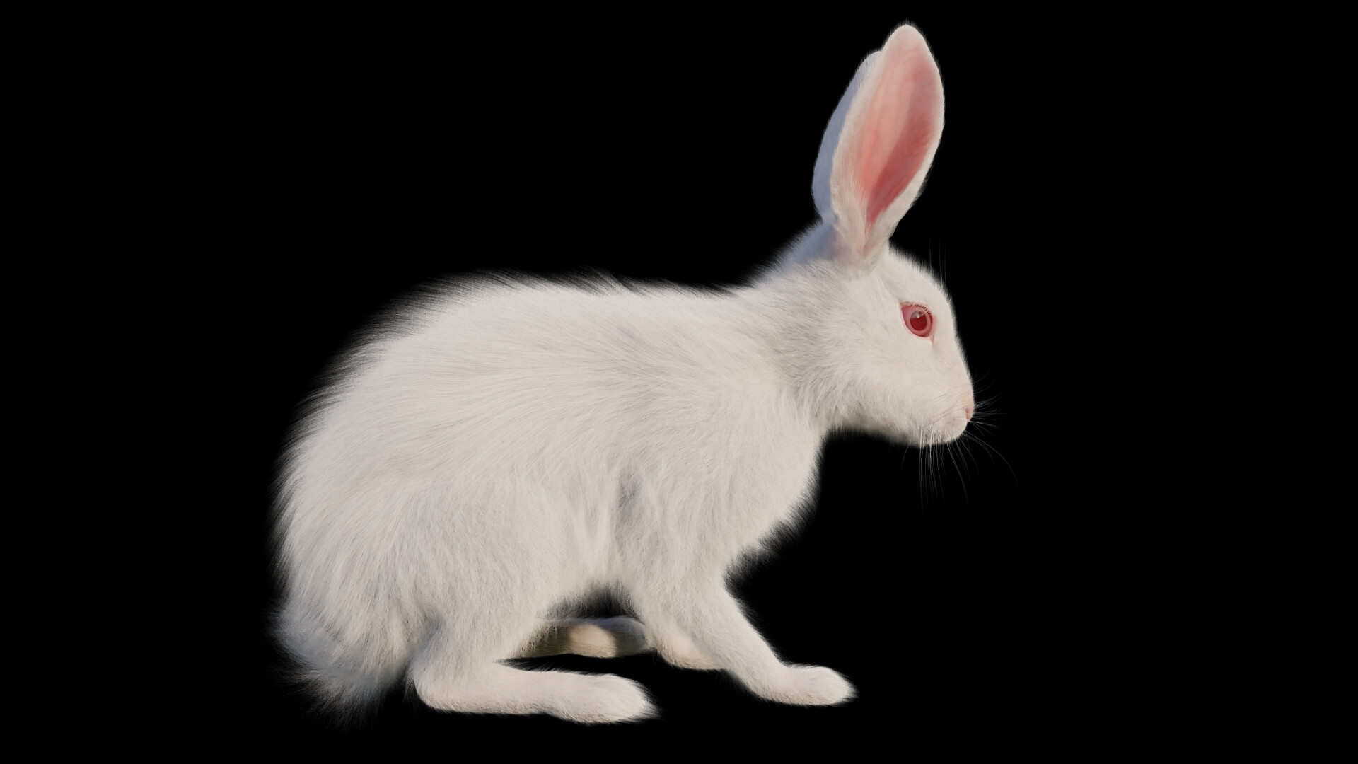 ArtStation - Big White Rabbit