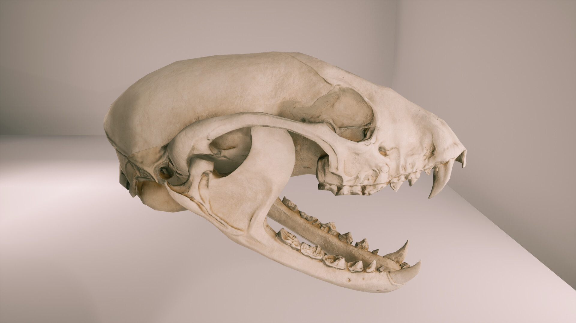 Raccoon Teeth Skull