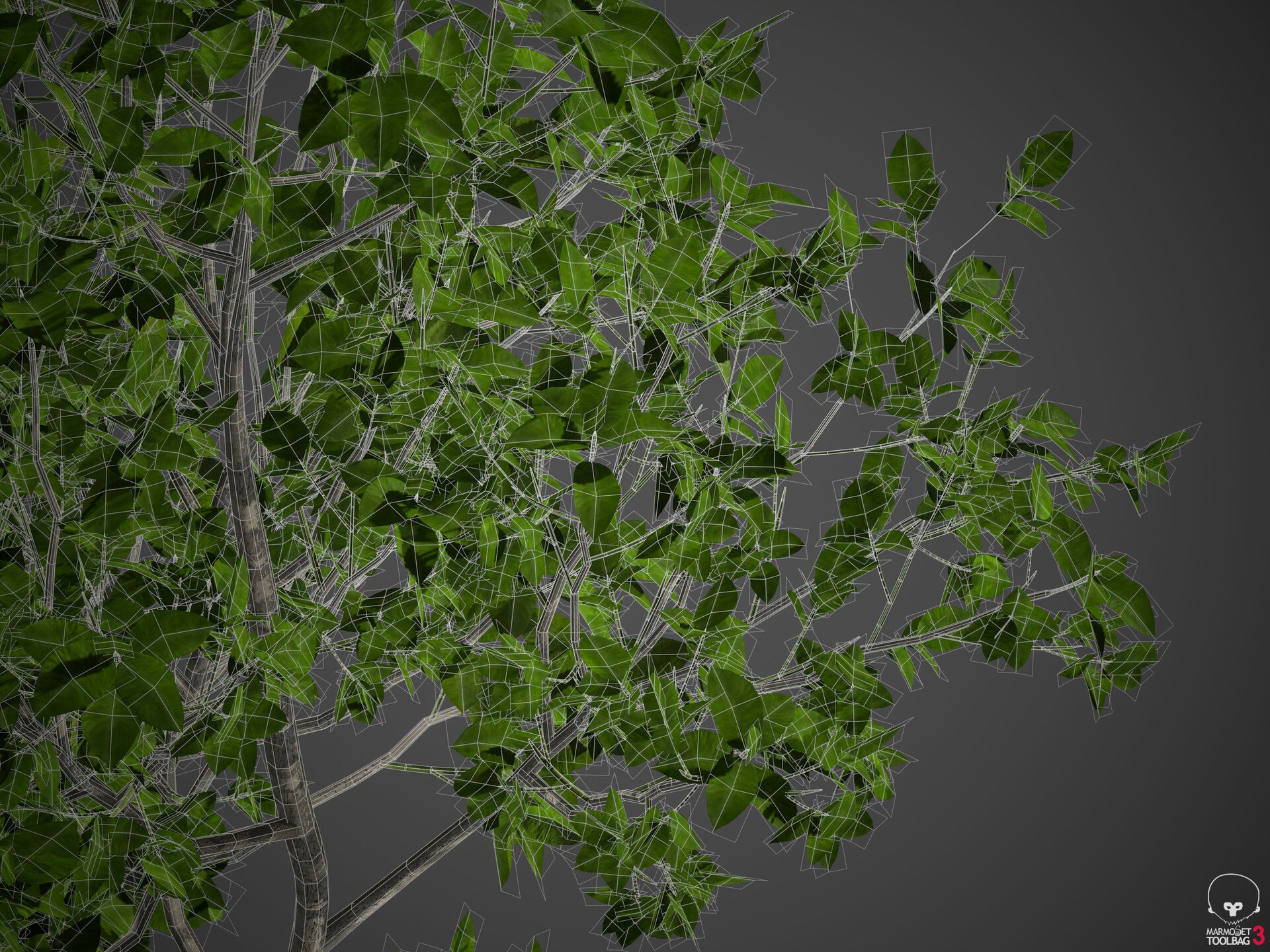 XFROG - 2021 PBR Banyan Collection (Ficus Benghalensis)