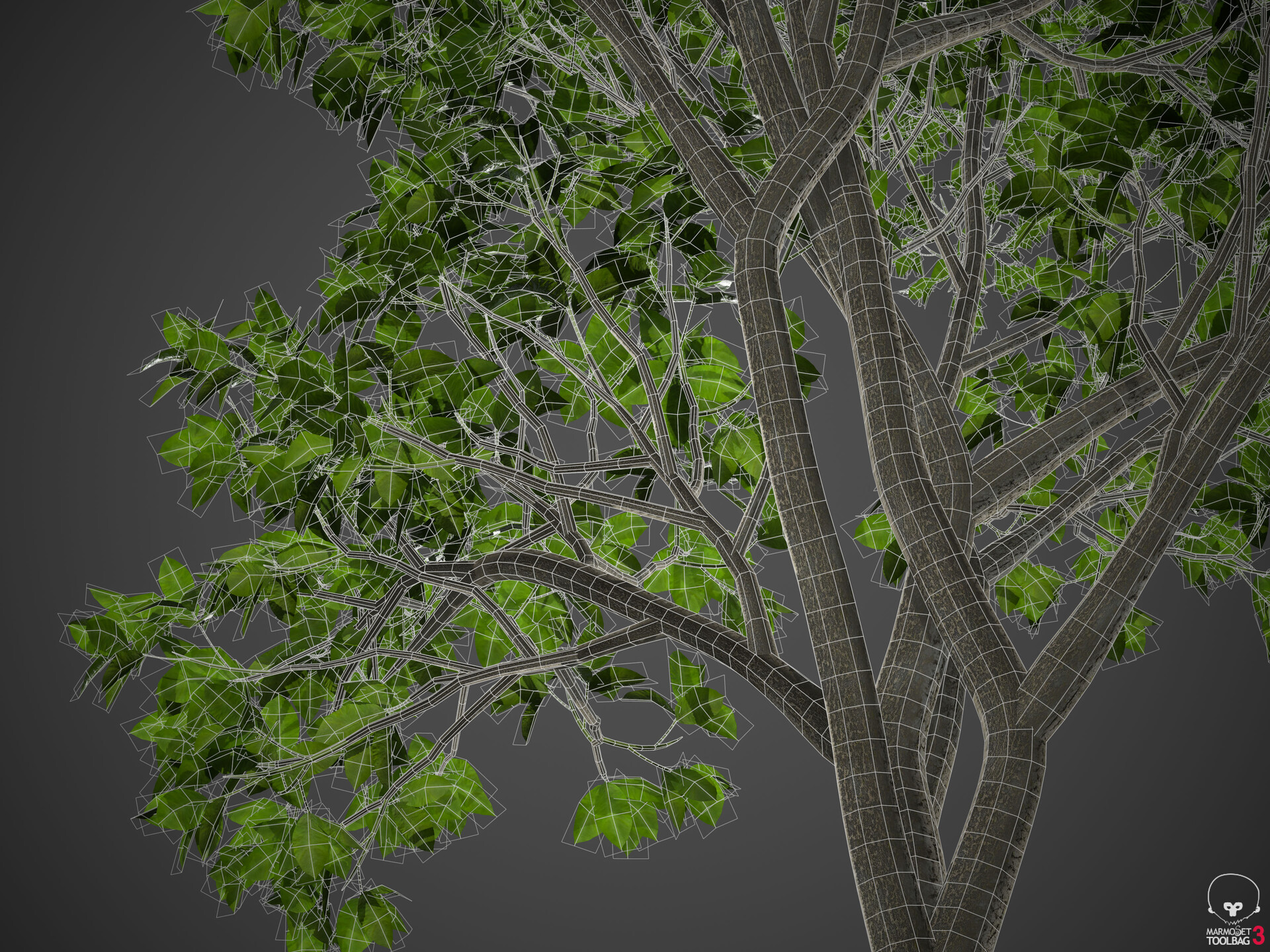 XFROG - 2021 PBR Banyan Collection (Ficus Benghalensis)