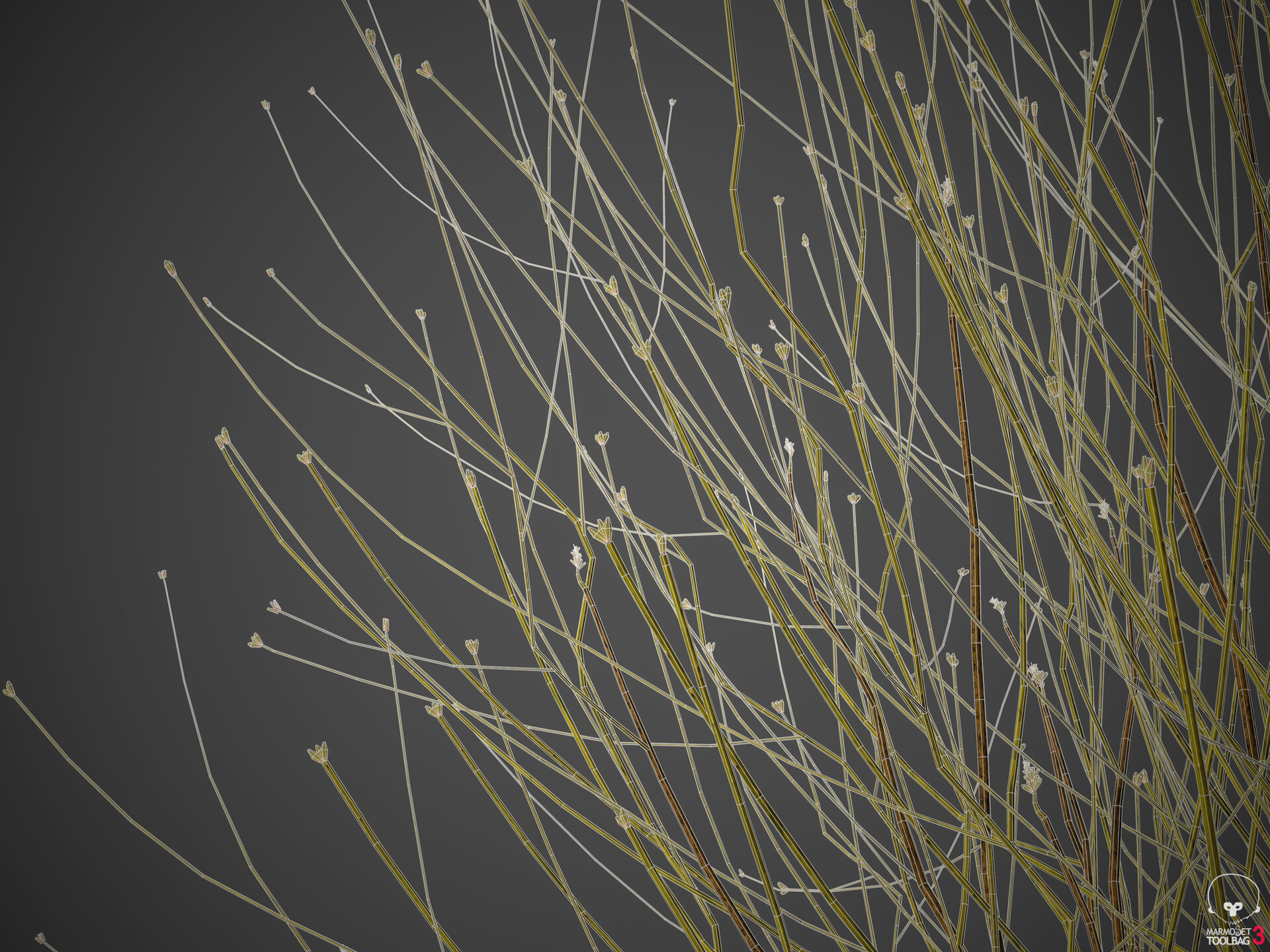 XFROG - 2021 PBR Forsythia Collection