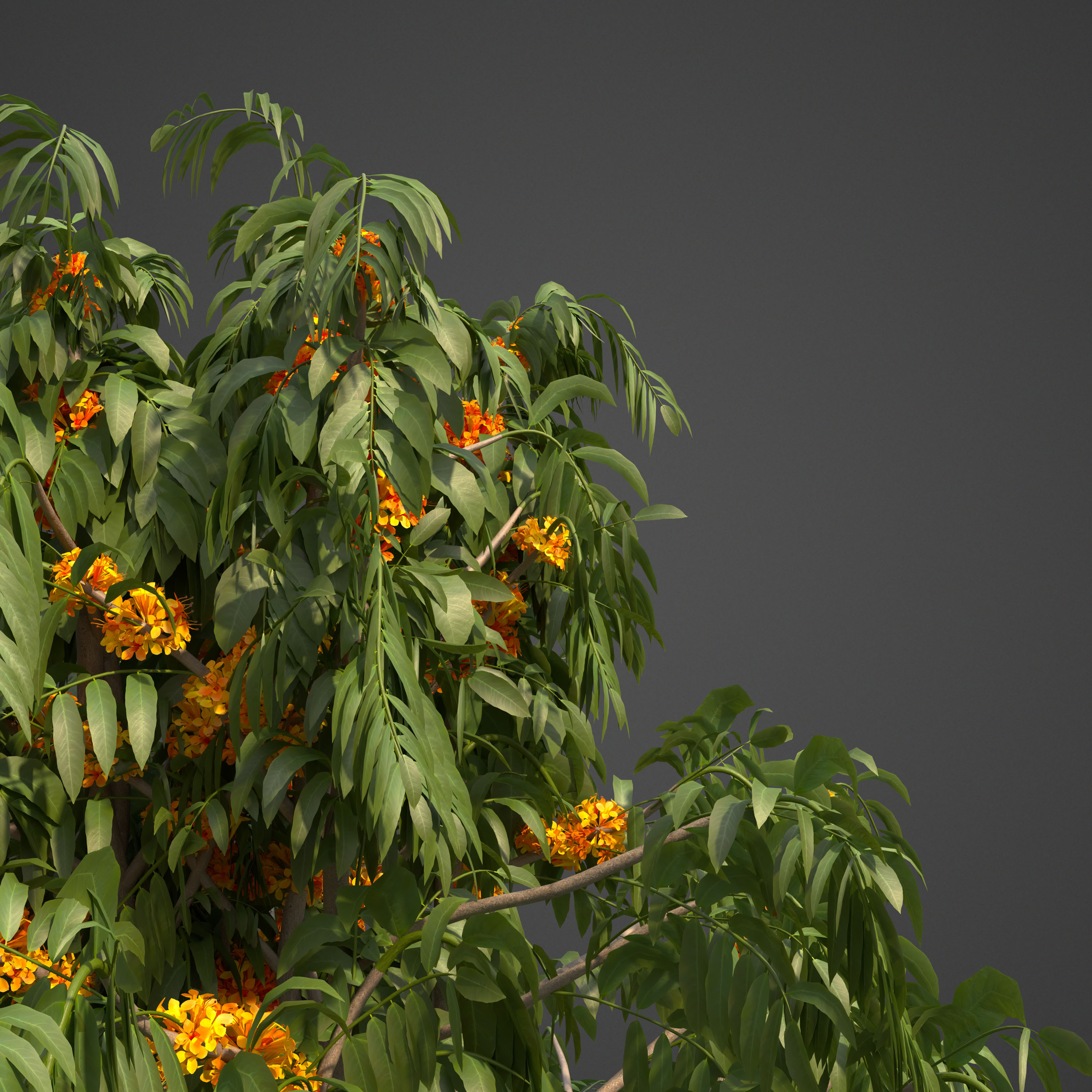 XFROG - 2021 PBR Ashoka Tree Collection (Saraca Indica Ashoka)