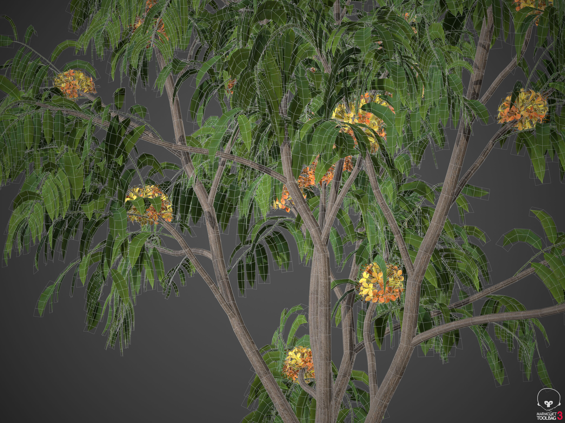 XFROG - 2021 PBR Ashoka Tree Collection (Saraca Indica Ashoka)