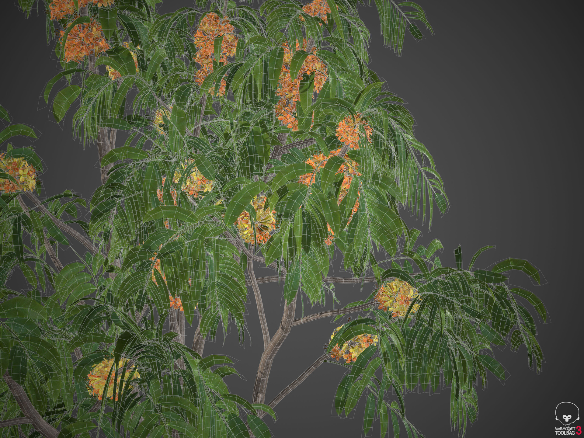 XFROG - 2021 PBR Ashoka Tree Collection (Saraca Indica Ashoka)