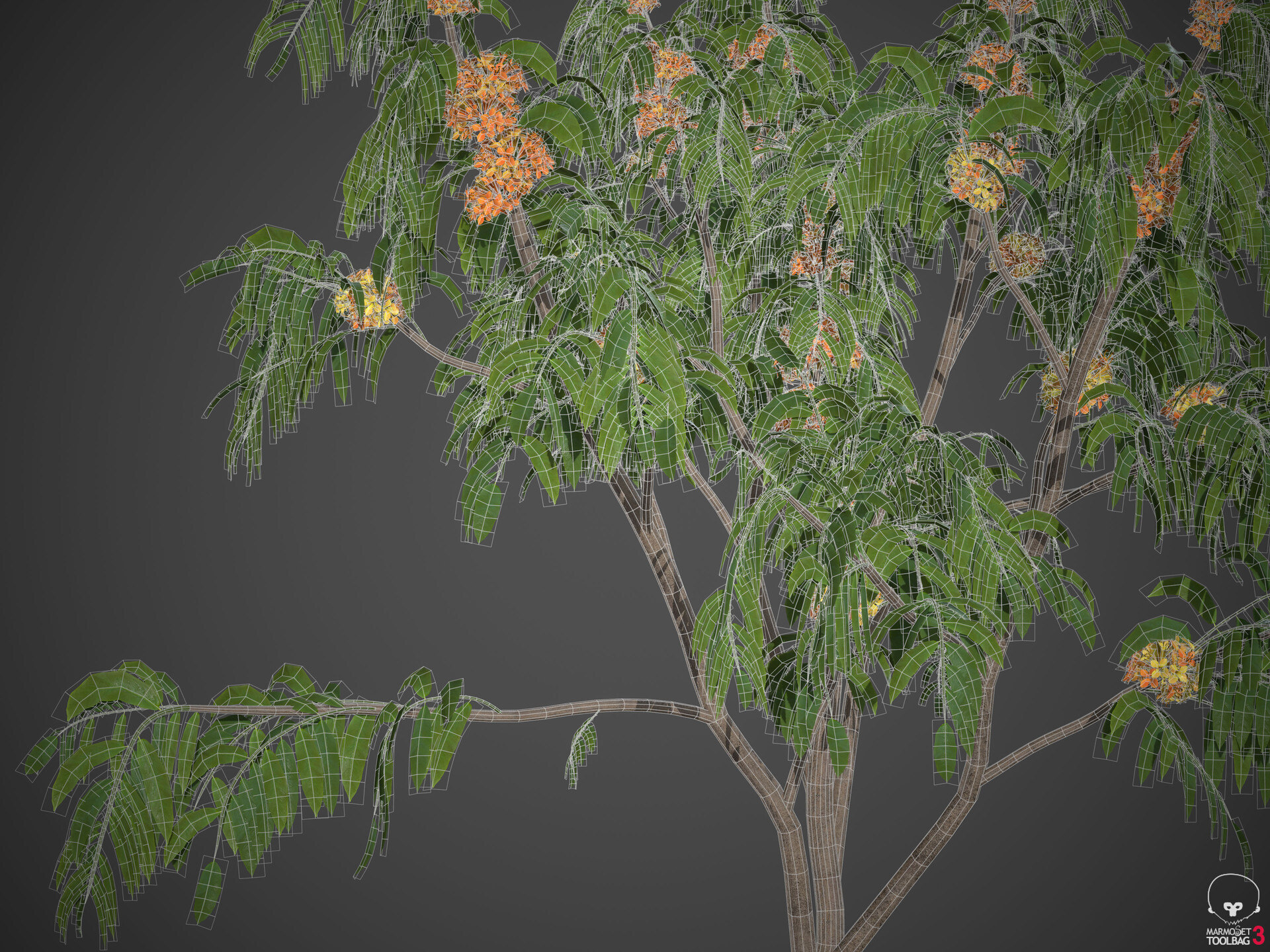 XFROG - 2021 PBR Ashoka Tree Collection (Saraca Indica Ashoka)