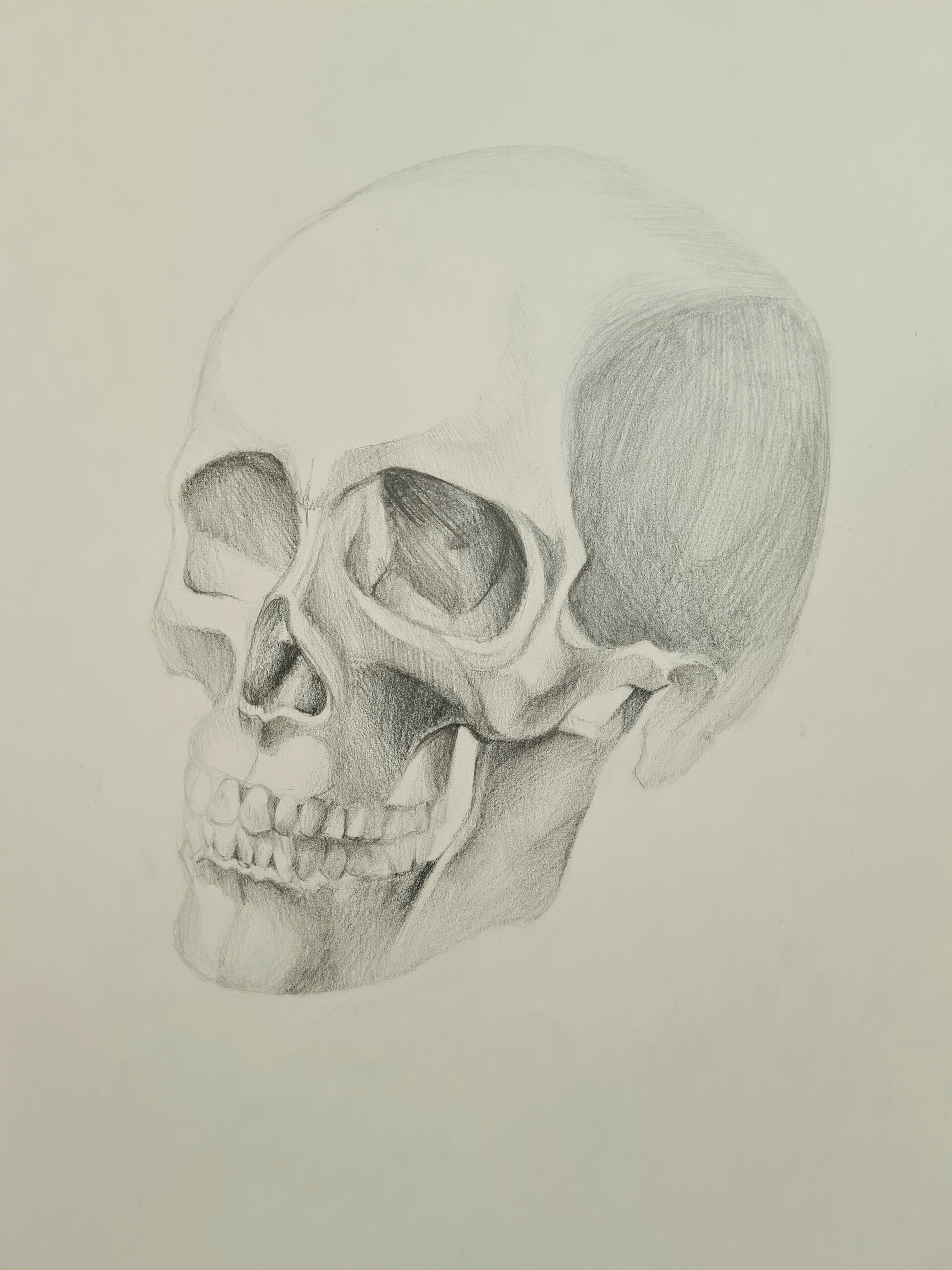 ArtStation - Skull Study- Graphite Pencils