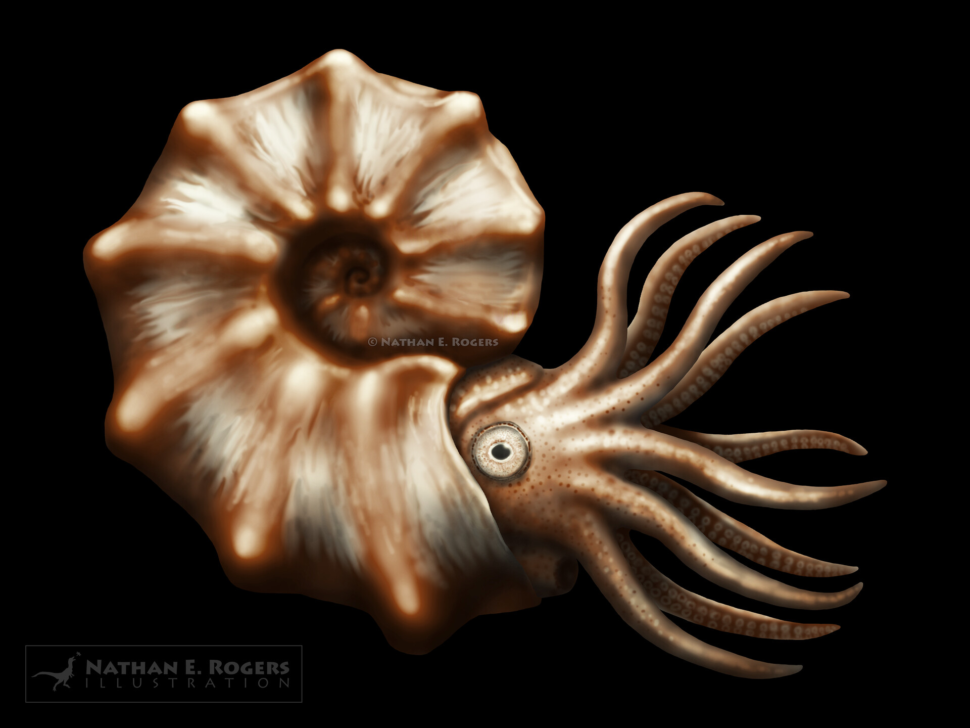 ArtStation - Mammites Ammonite