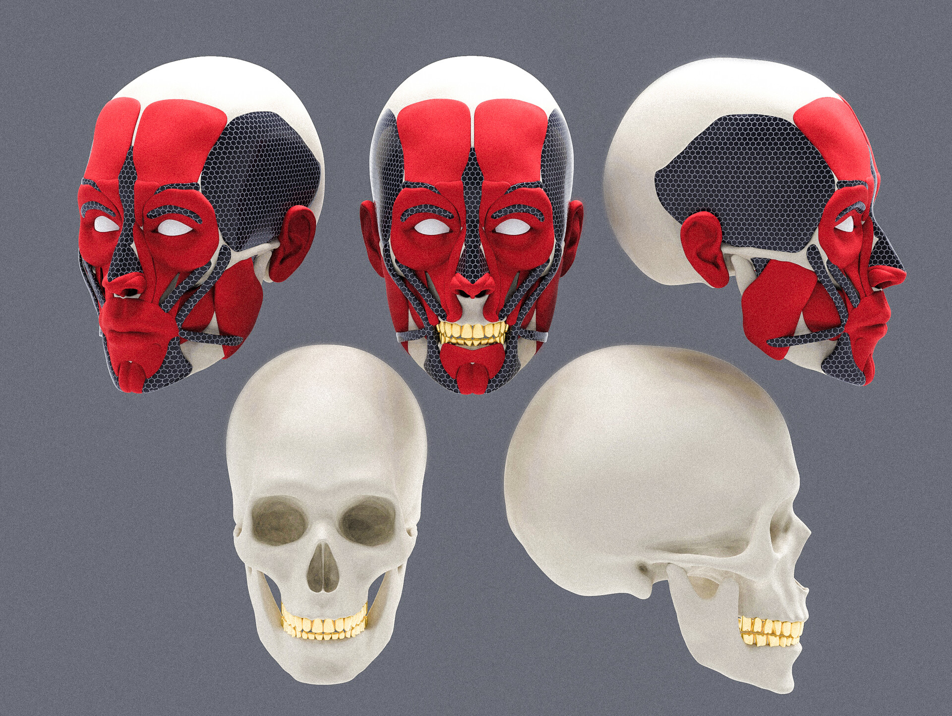 ArtStation - Head muscles study