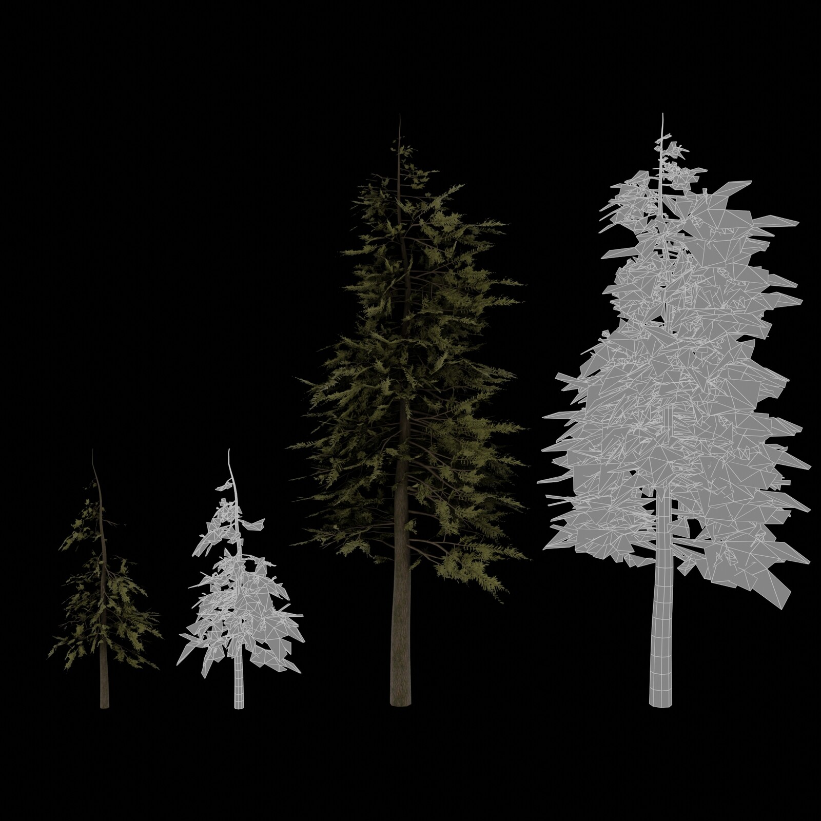 Robert - Pine Trees