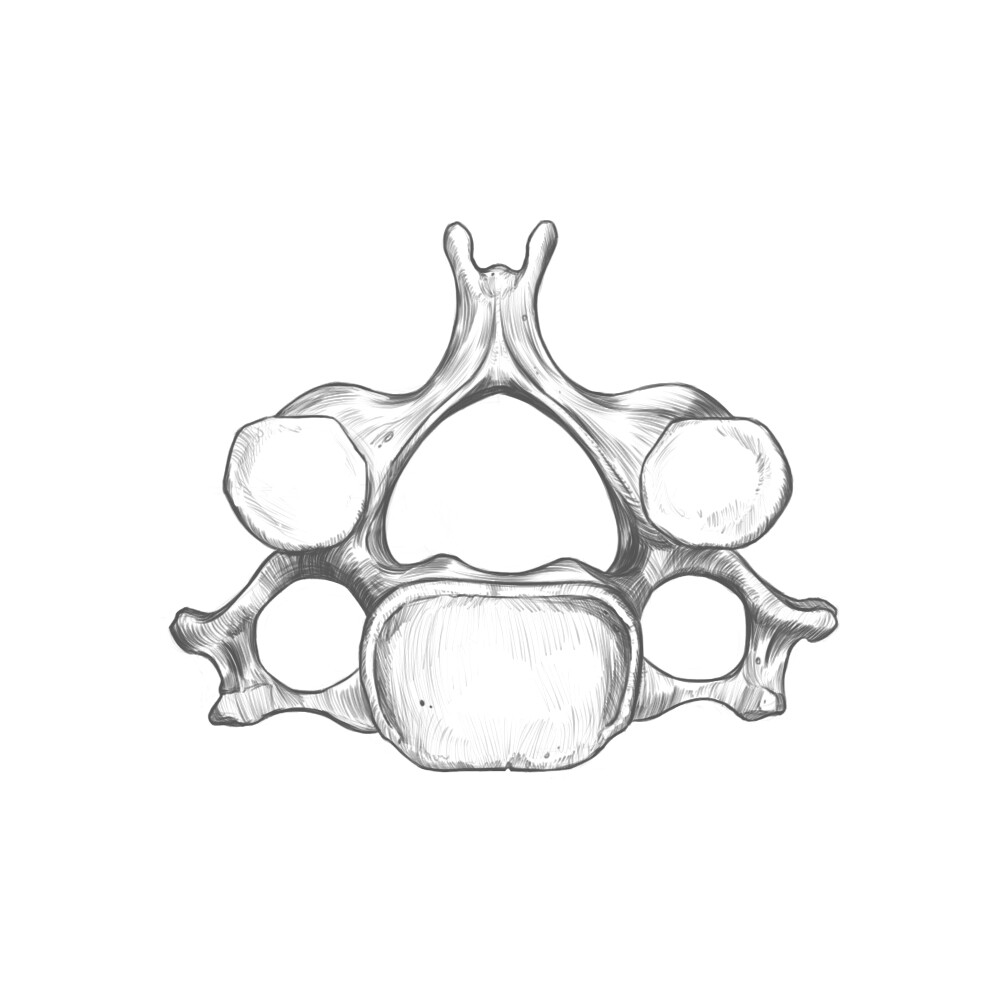 ArtStation - C III Vertebra Cervicalis - Superior view, drawing time-lapse.