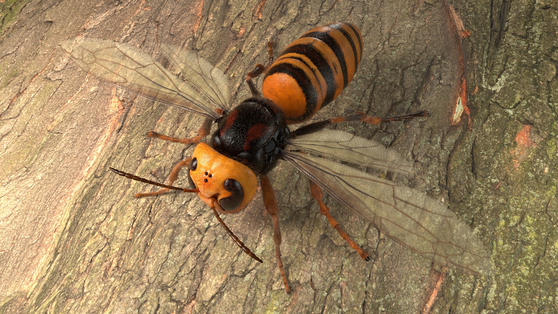 ArtStation - Vespa mandarinia（Asian giant hornet）