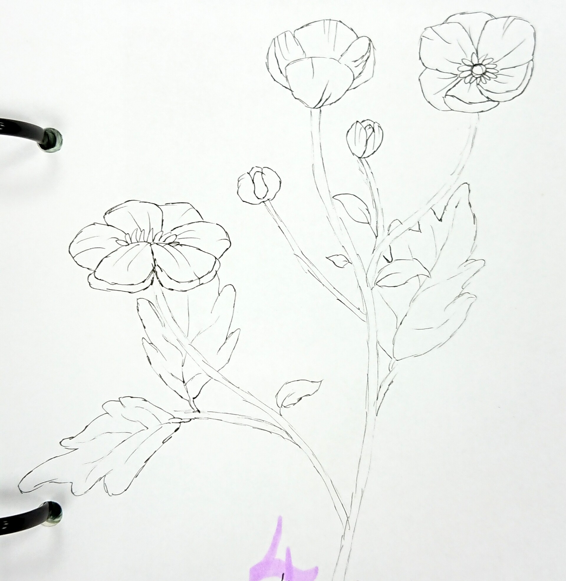 Remus Redamancy - More Animal Pencil Drawings + a Bonus Flower