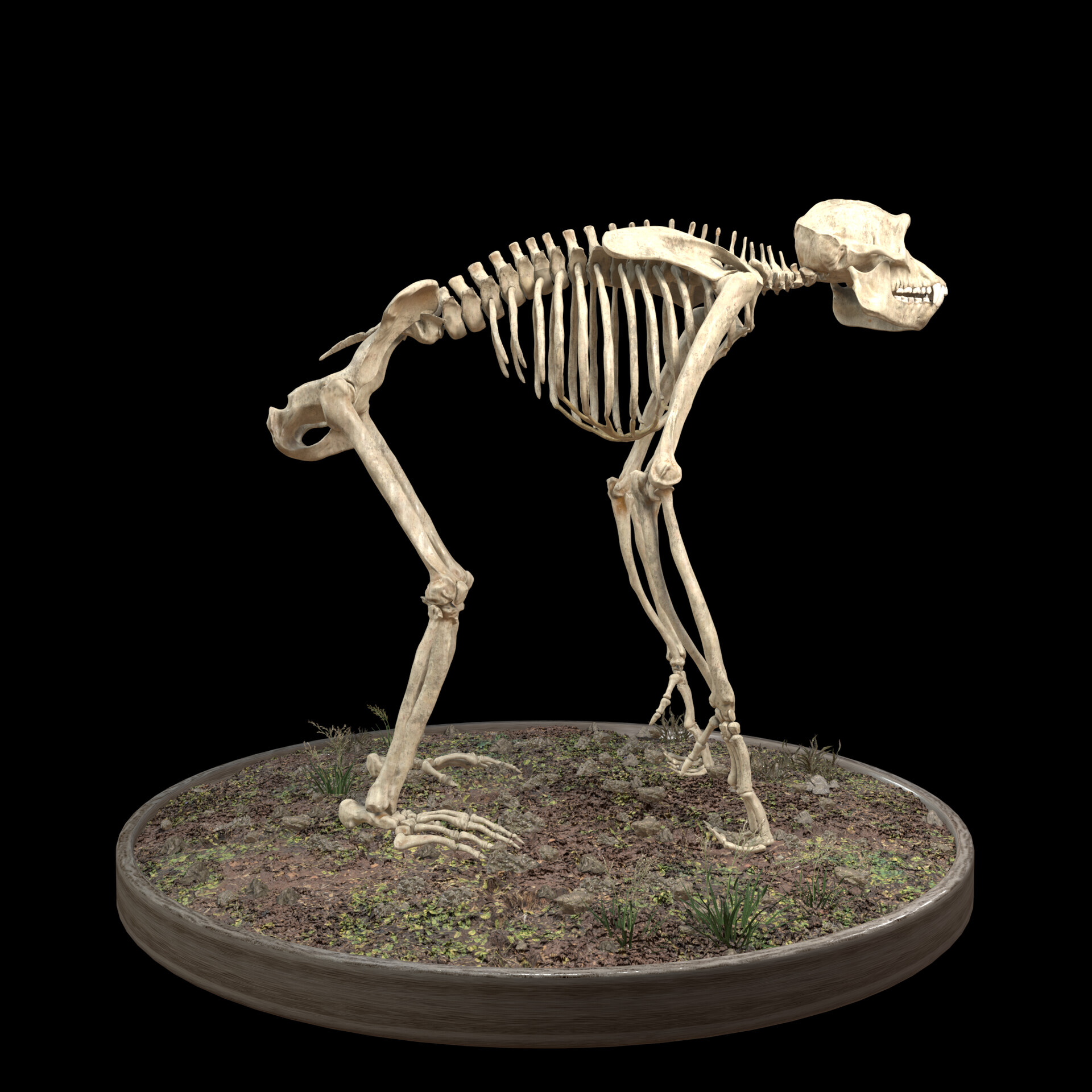 Pete Flint - Chimp Anatomy Study - Skeleton